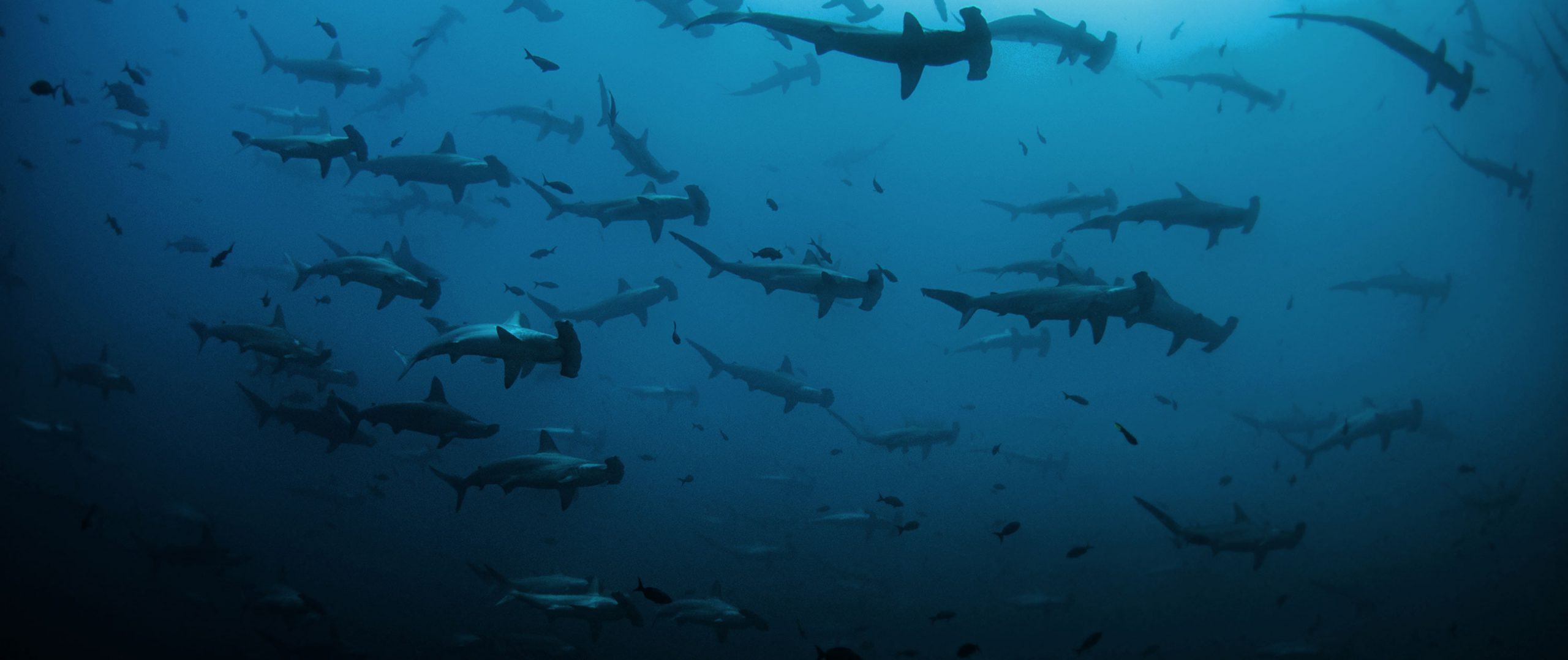 Isla del Coco - Misión Tiburón