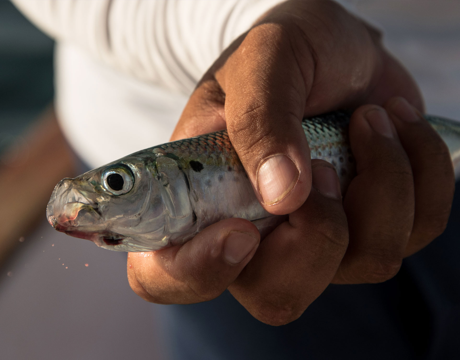 Education - Misión Tiburón