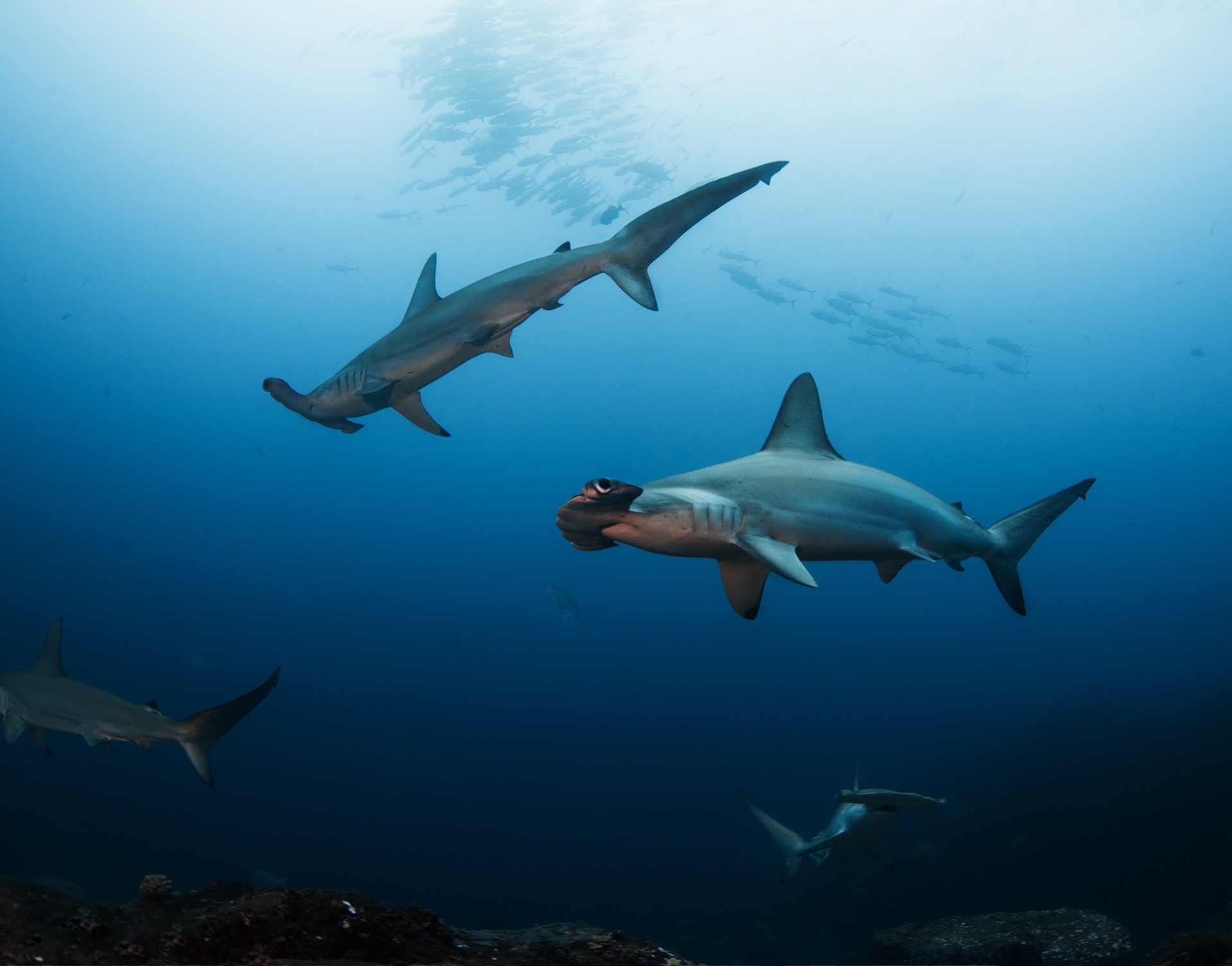 Isla del Coco - Misión Tiburón
