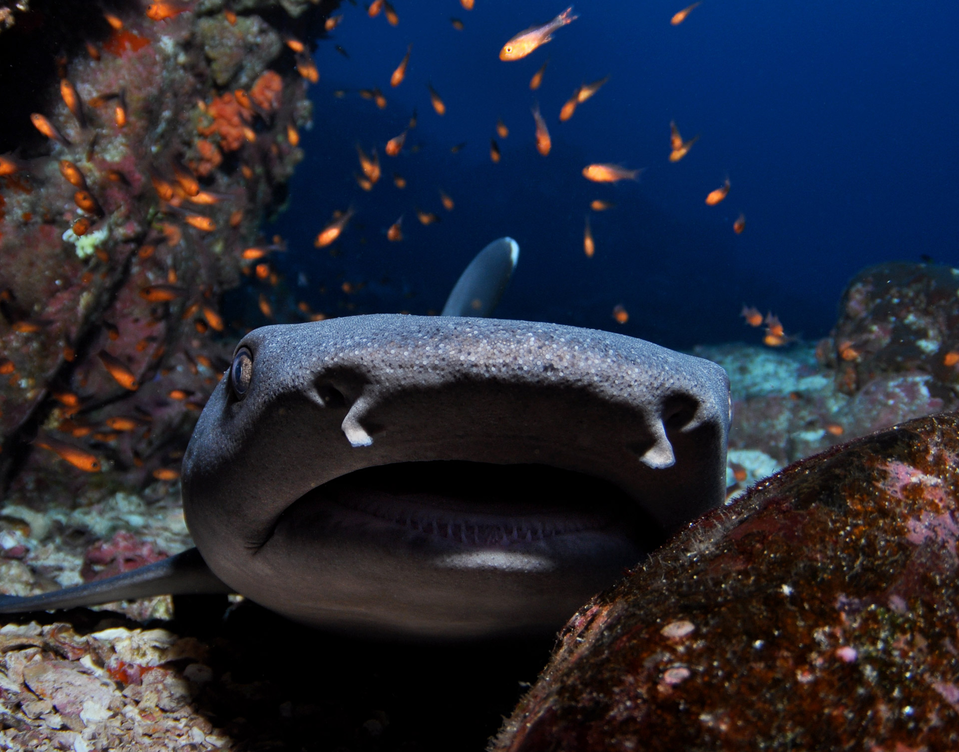 Isla del Coco - Misión Tiburón