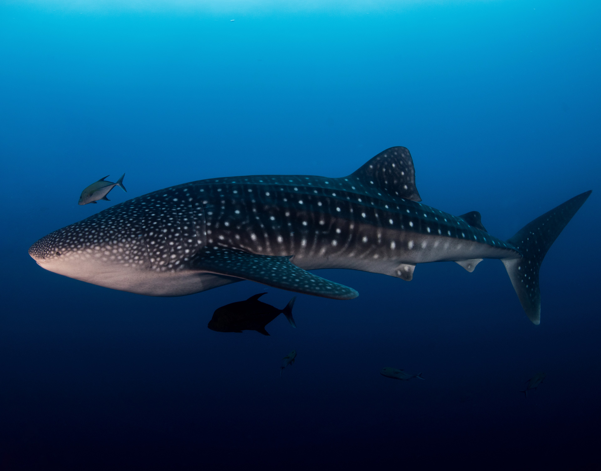 Isla del Coco - Misión Tiburón