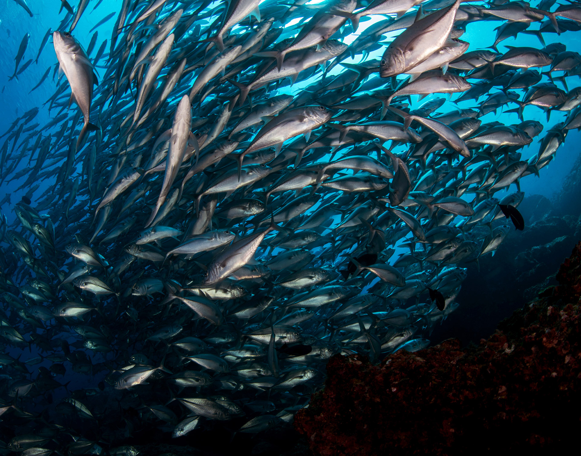 Isla del Coco - Misión Tiburón