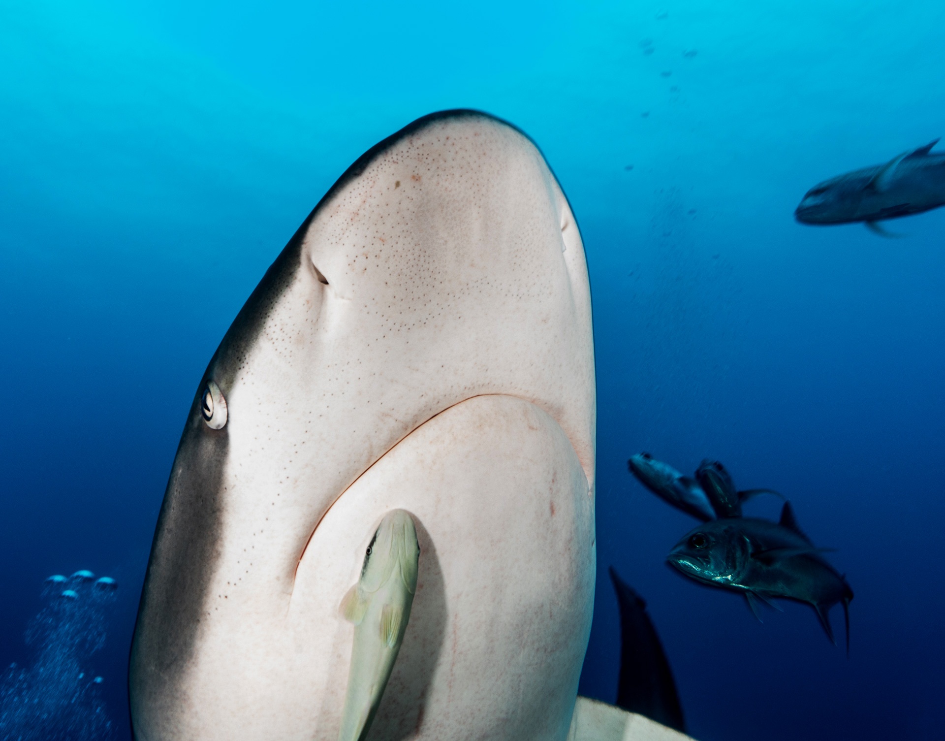 Isla del Coco - Misión Tiburón