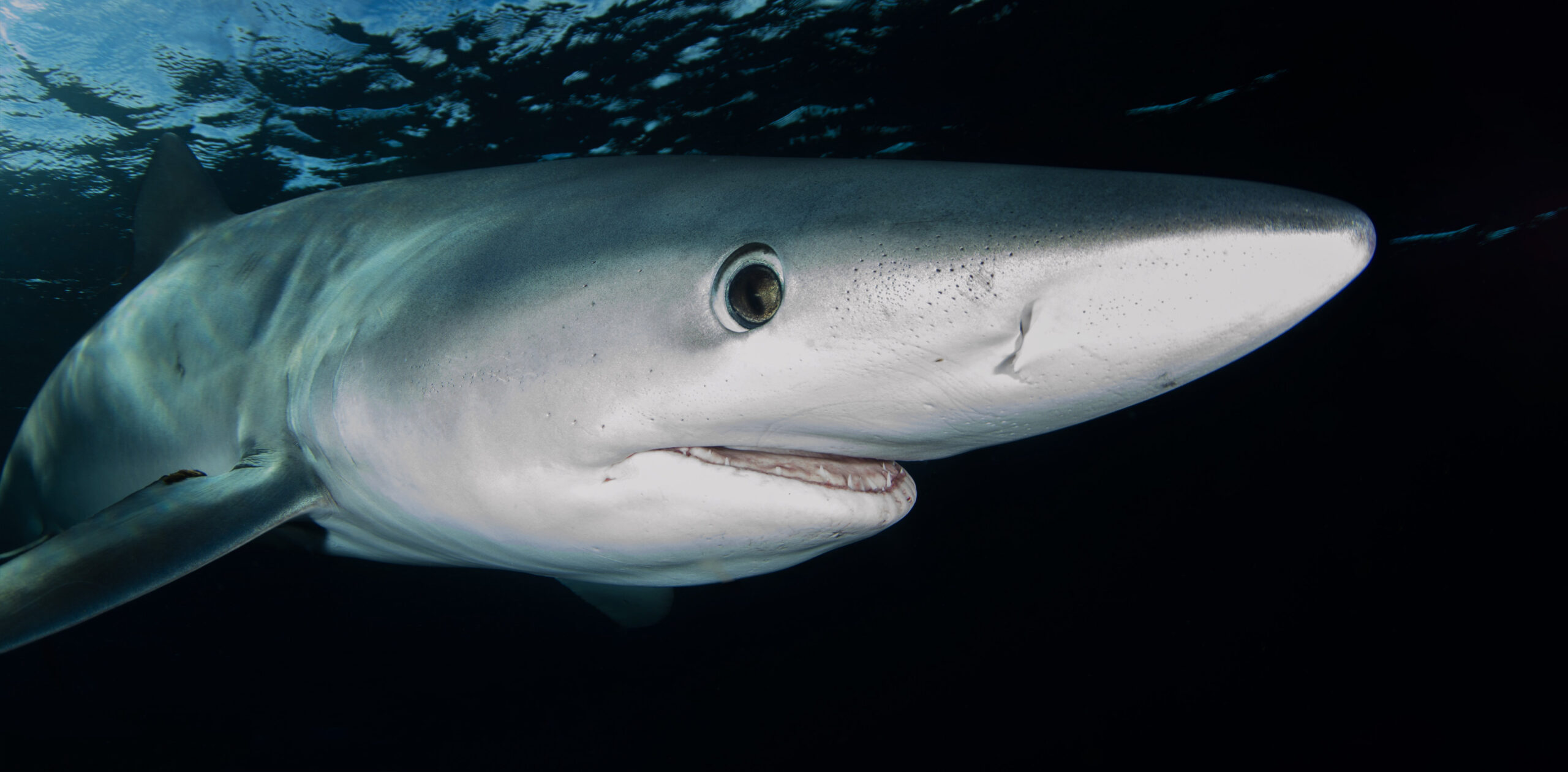 Partners - Misión Tiburón