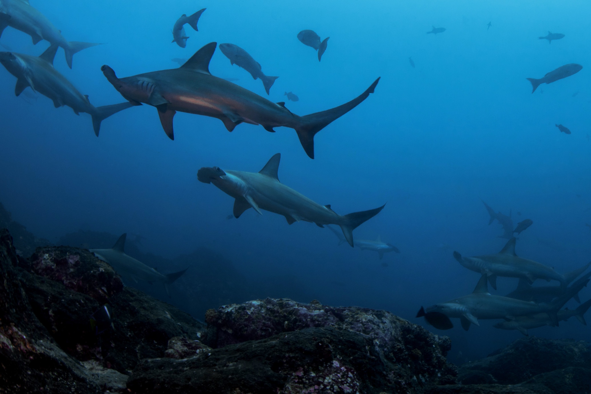 Isla del Coco - Misión Tiburón