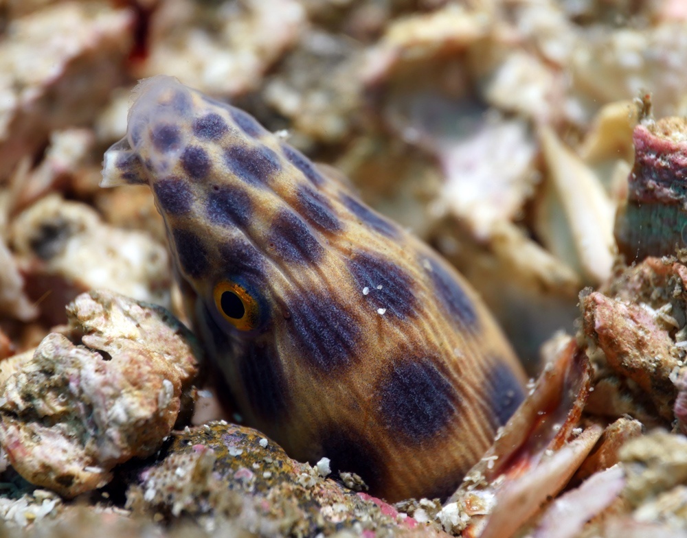 Guanacaste - Misión Tiburón