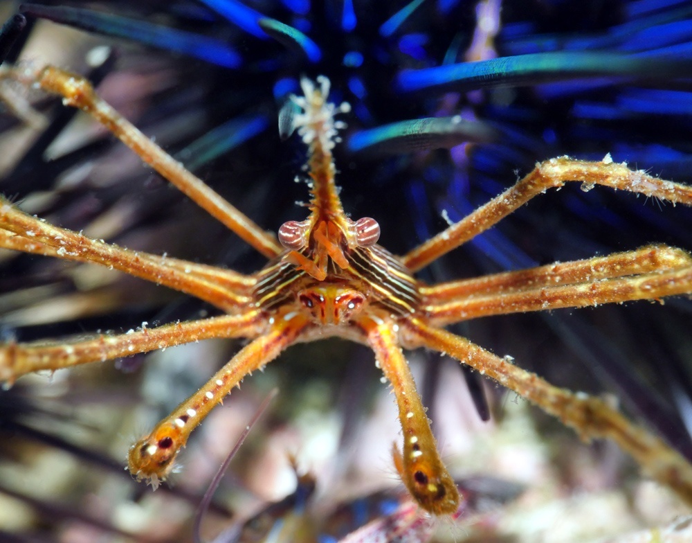 Guanacaste - Misión Tiburón