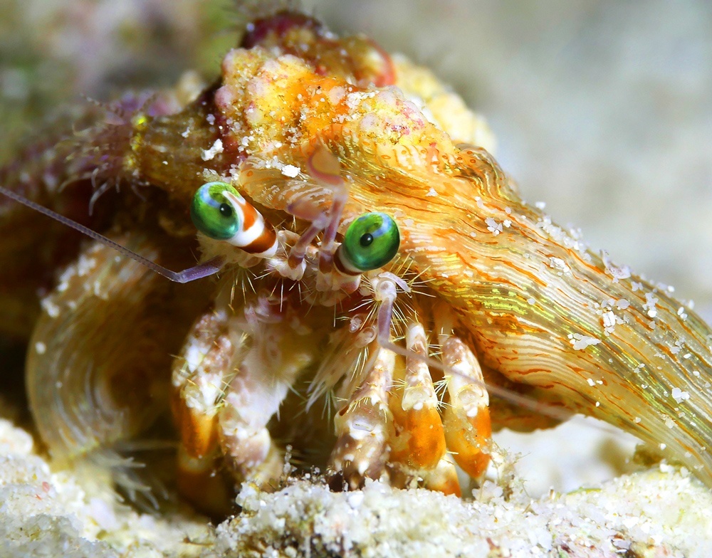 Guanacaste - Misión Tiburón
